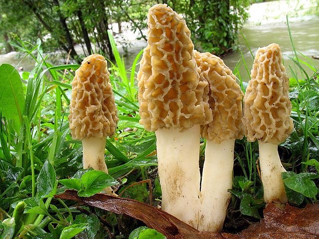 Los Hongos: Clasificacion